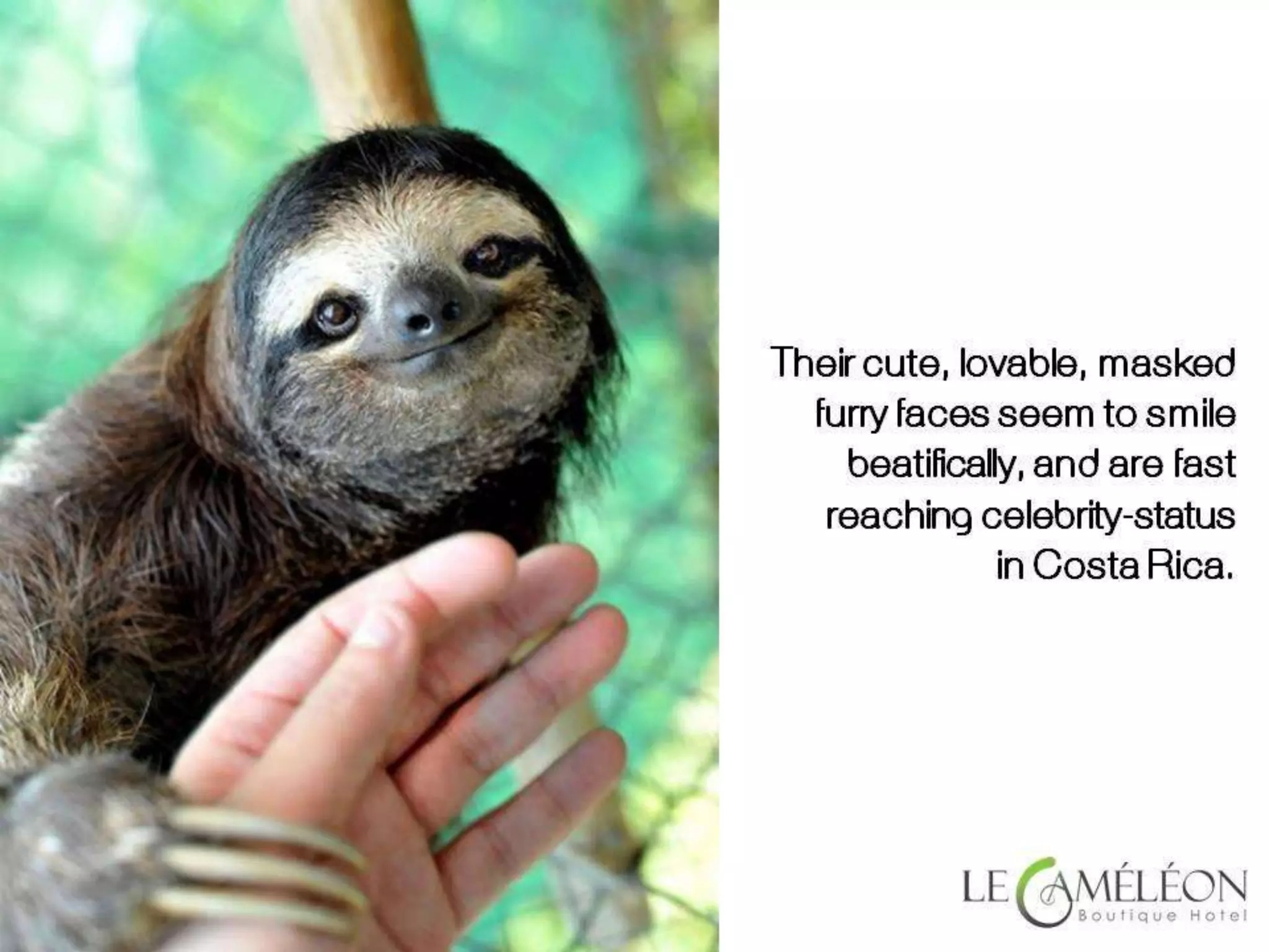Meet the sloths on Costa Rica's Caribbean coast | PPTX | Reptiles | Pets