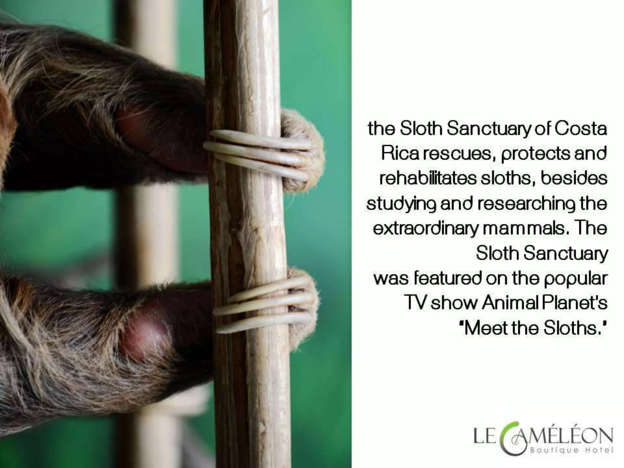 Meet the sloths on Costa Rica's Caribbean coast | PPTX | Reptiles | Pets