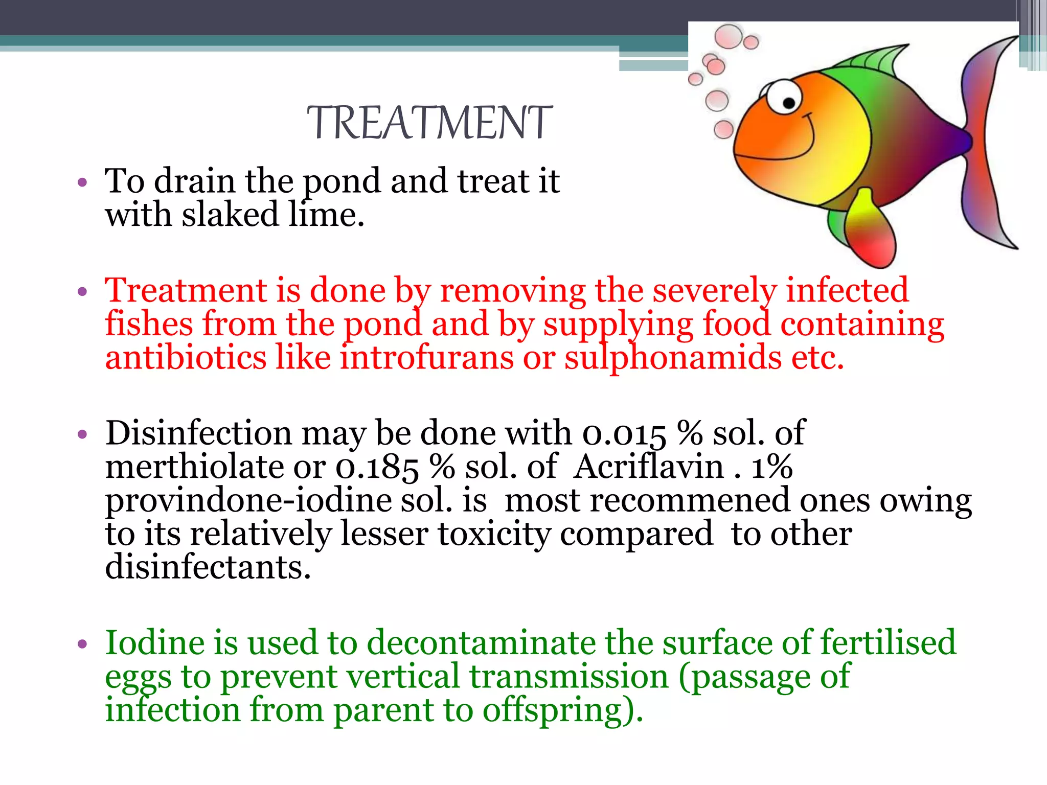 bacterial disease of fishes | PPTX