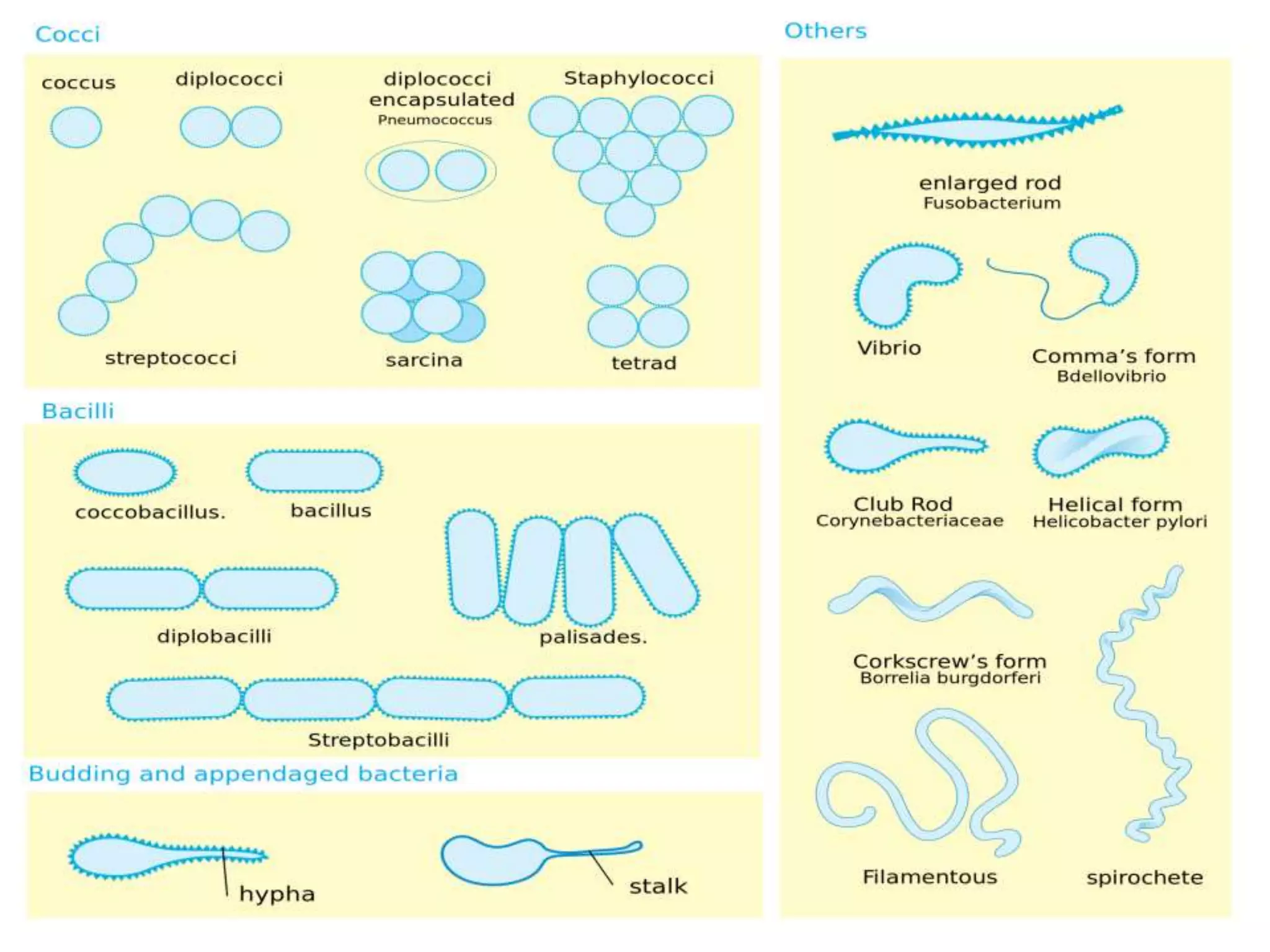 bacterial disease of fishes | PPTX