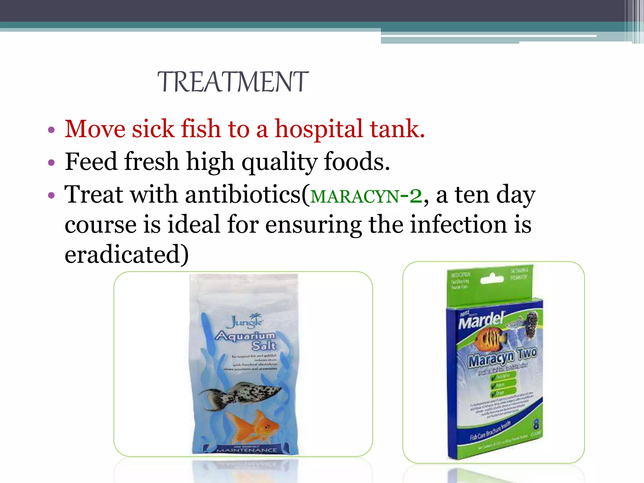 bacterial disease of fishes | PPTX