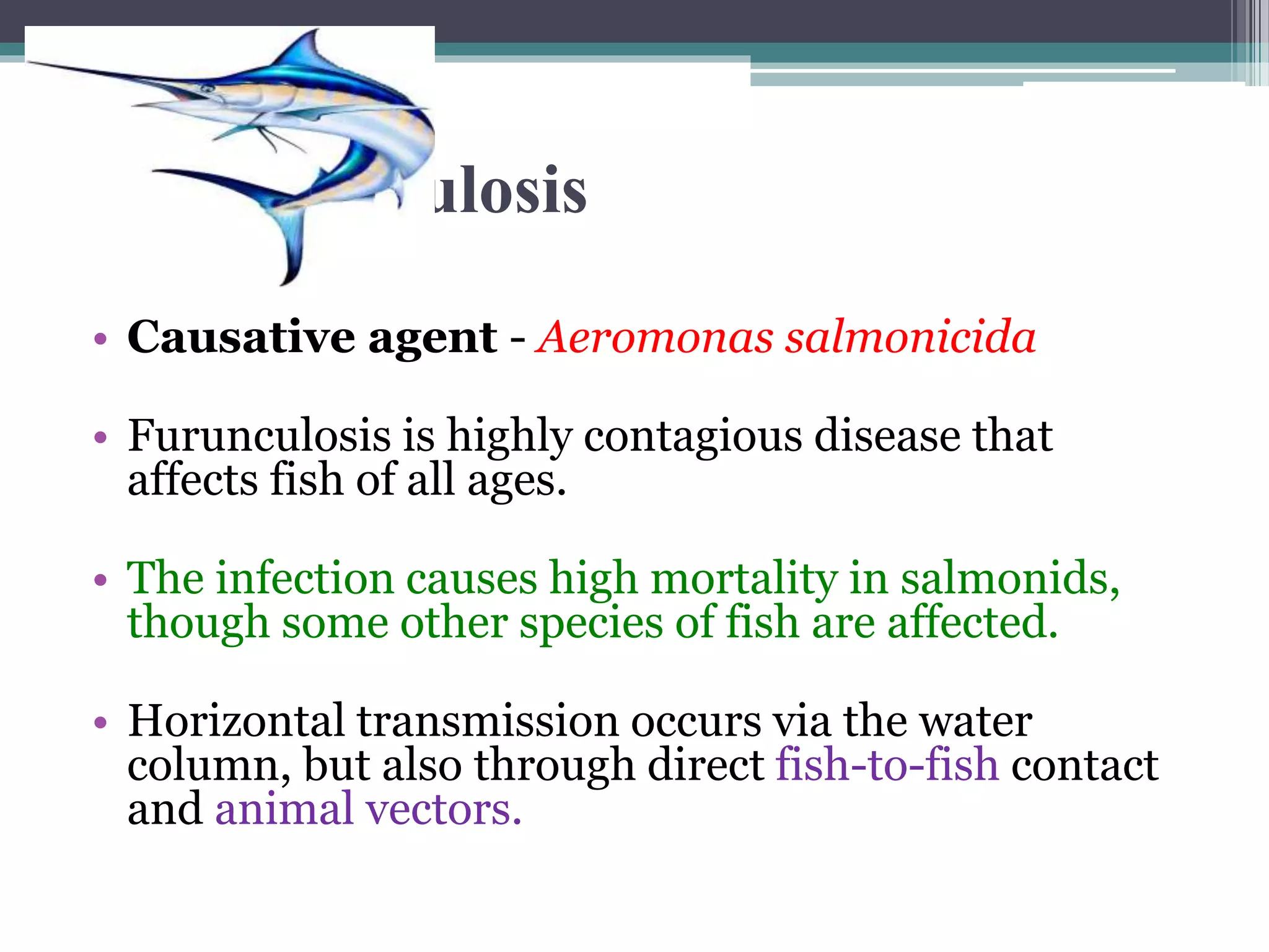 bacterial disease of fishes | PPTX