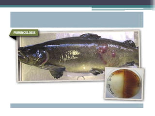 Furunculosis Fish