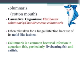bacterial disease of fishes | PPTX