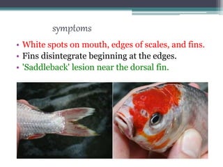 bacterial disease of fishes | PPTX