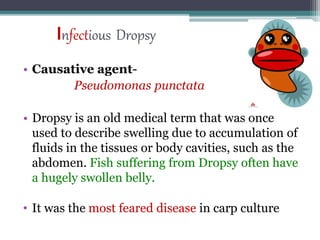 bacterial disease of fishes | PPTX