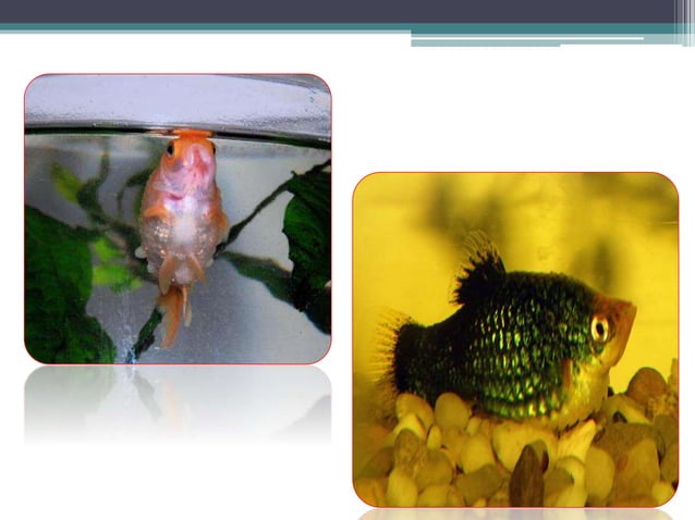 bacterial disease of fishes | PPTX | Diseases and Conditions | Medical ...