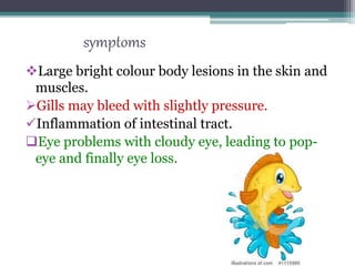 bacterial disease of fishes | PPTX