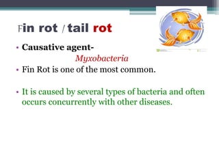 bacterial disease of fishes | PPTX