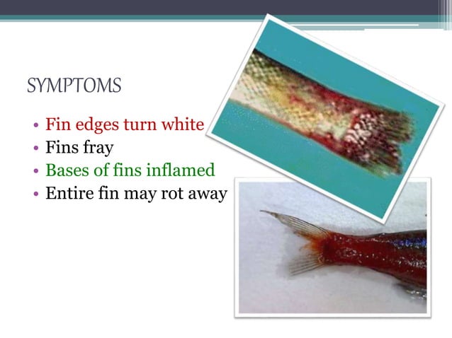 bacterial disease of fishes | PPTX | Diseases and Conditions | Medical ...
