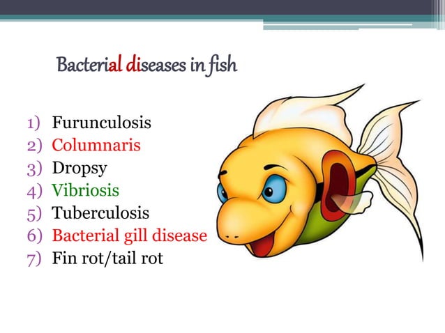 bacterial disease of fishes | PPTX | Diseases and Conditions | Medical ...