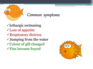 bacterial disease of fishes | PPTX