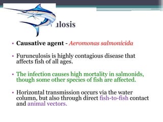 bacterial disease of fishes | PPTX