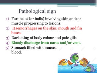 bacterial disease of fishes | PPTX