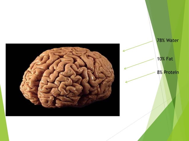 Meet your amazing brain | PPT