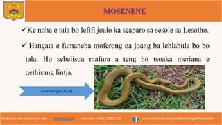 MEFUTA EA LINOHA TSE FUMANEHANG LESOTHO | PPTX