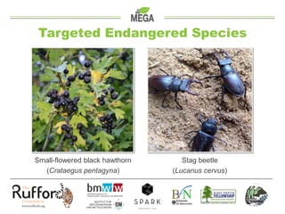 MEGA - The Codru Quest - Final Report (ENG) | PDF