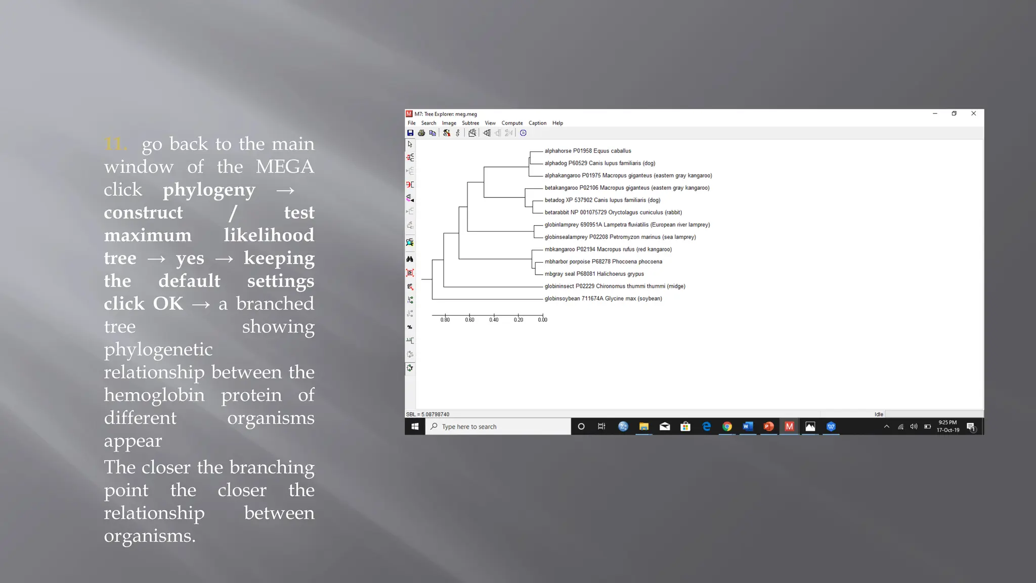 Molecular evolution genetic..MEGA1.pptx