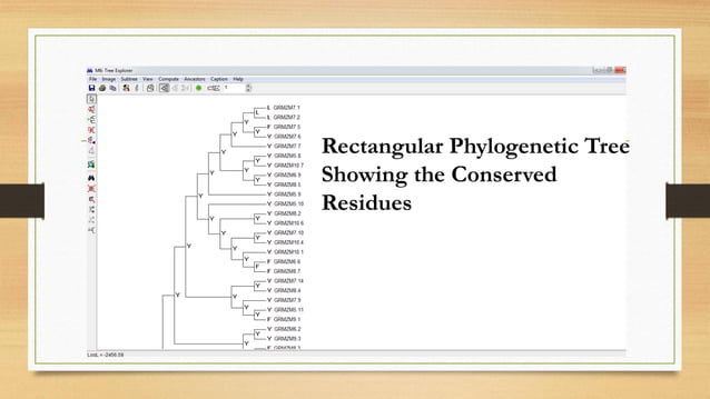 MEGA (Molecular Evolutionary Genetics Analysis) | PPT