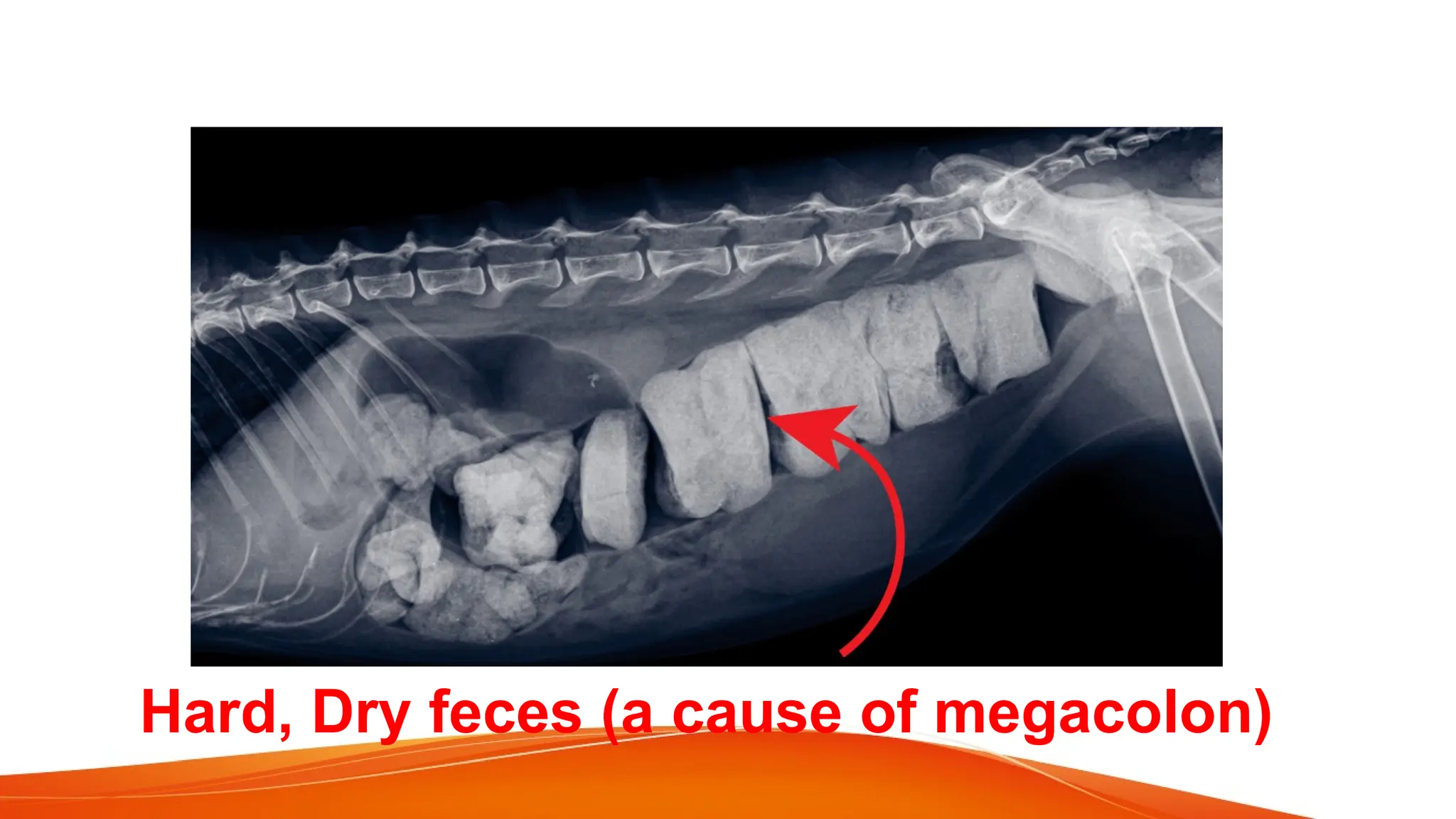 MEGACOLON animals & surgery,Treatment .pptx