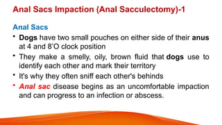 MEGACOLON animals & surgery,Treatment .pptx