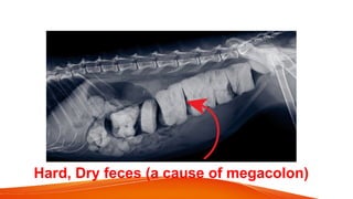 MEGACOLON animals & surgery,Treatment .pptx
