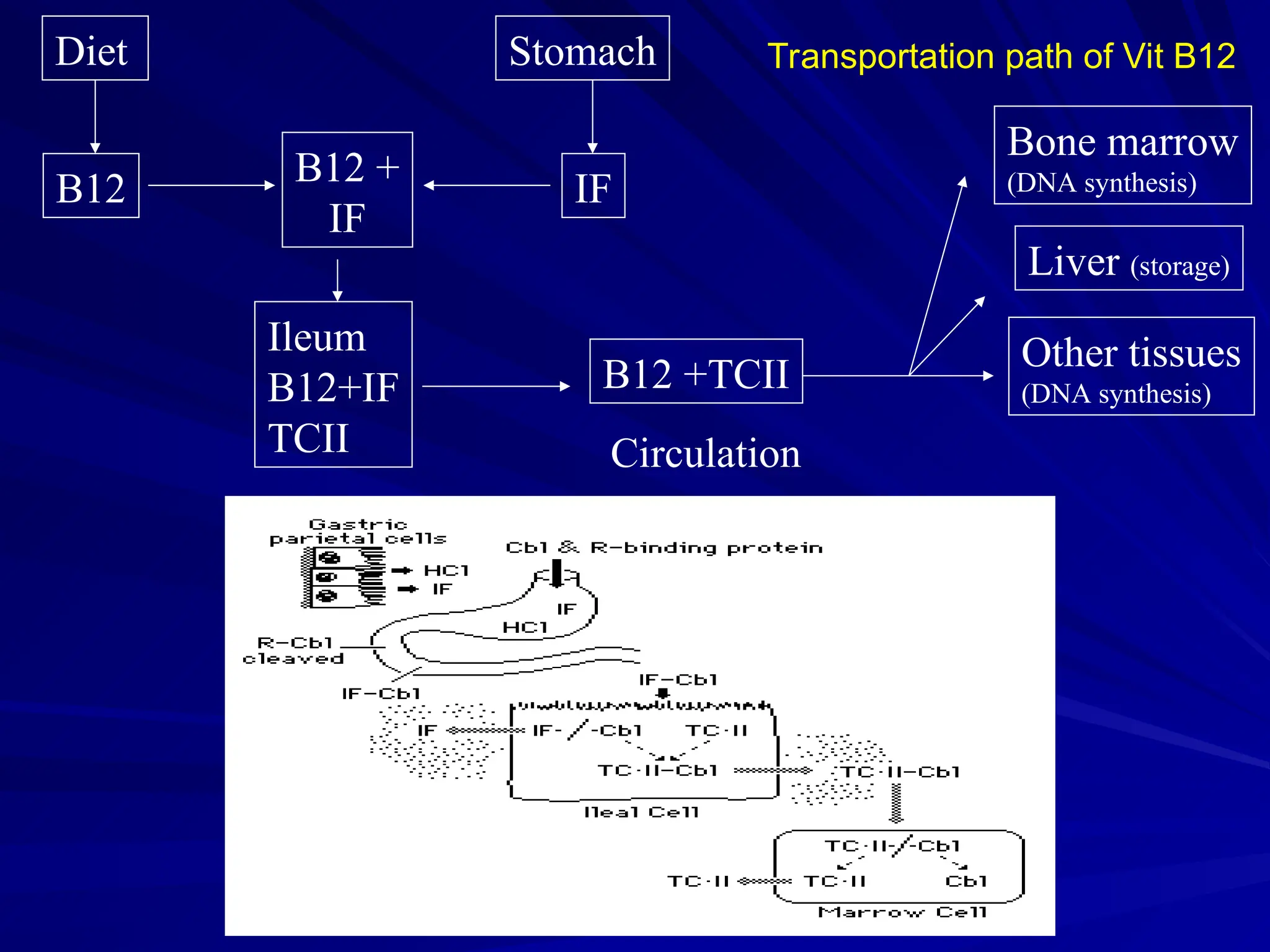 Megalaoblastic anemia (B12) deficiency.. | PPT