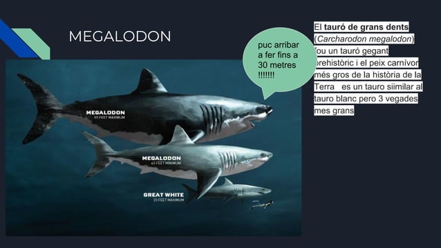 Megalodon | PDF