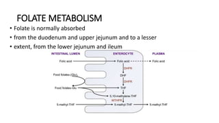 Megaloblastic anemia | PPT