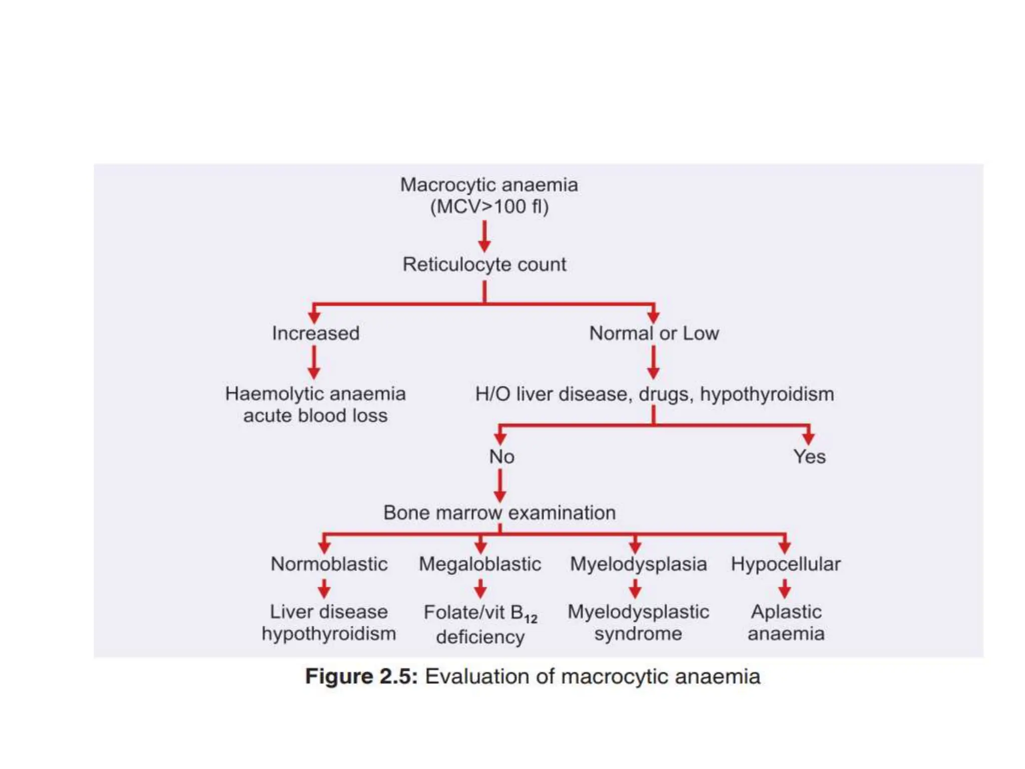 MEGALOBLASTIC ANEMIA.pptx by pathology | PPTX