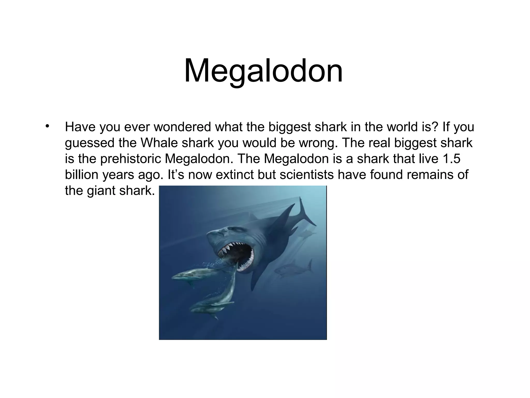Megalodon | PPT