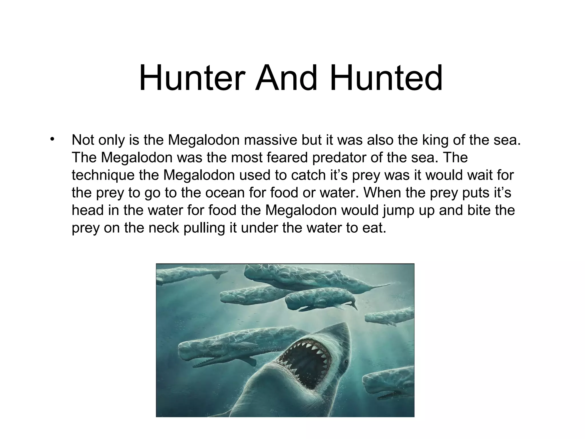 Megalodon | PPT