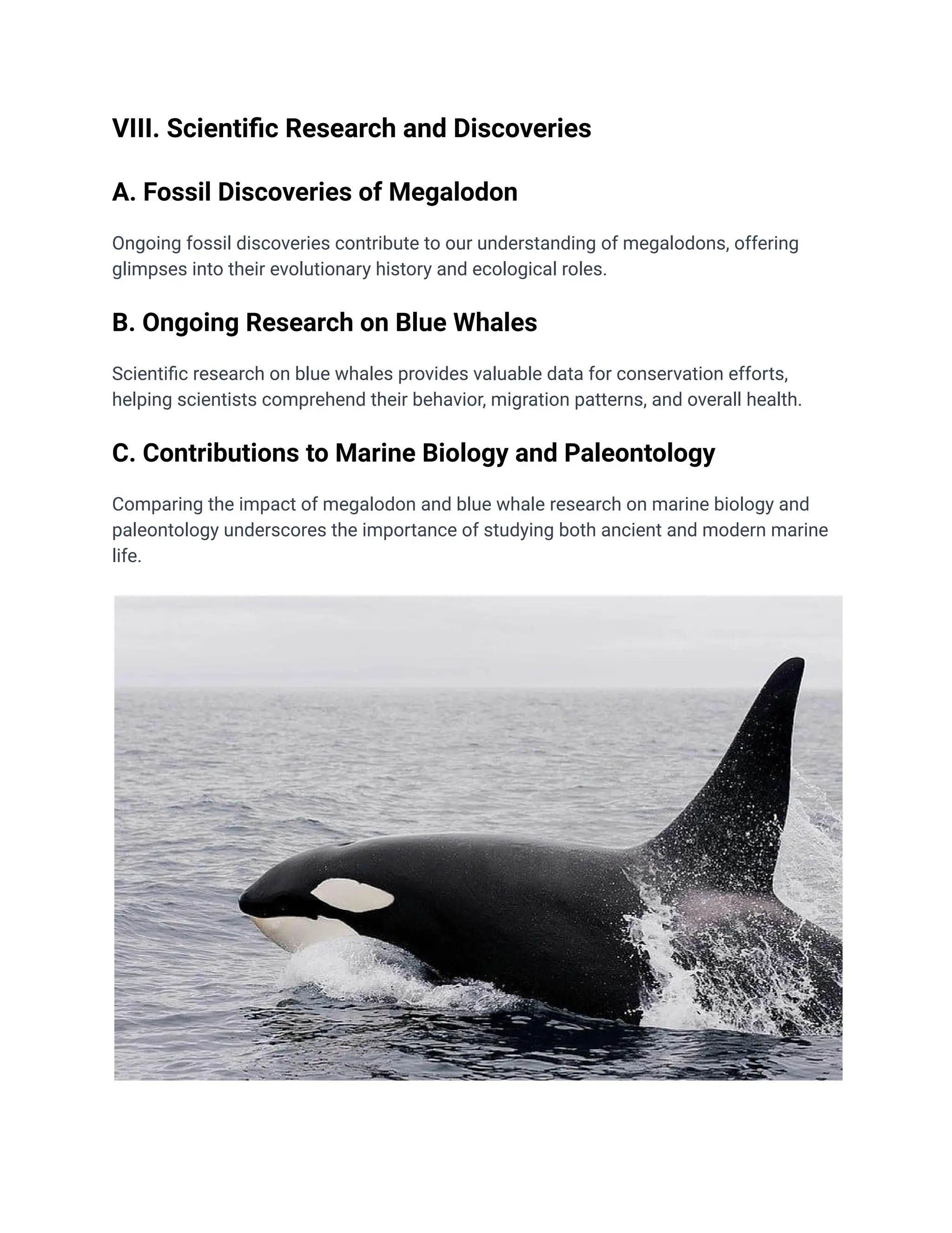 Megalodon Compared to Blue Whale: physical, historical comparison.pdf