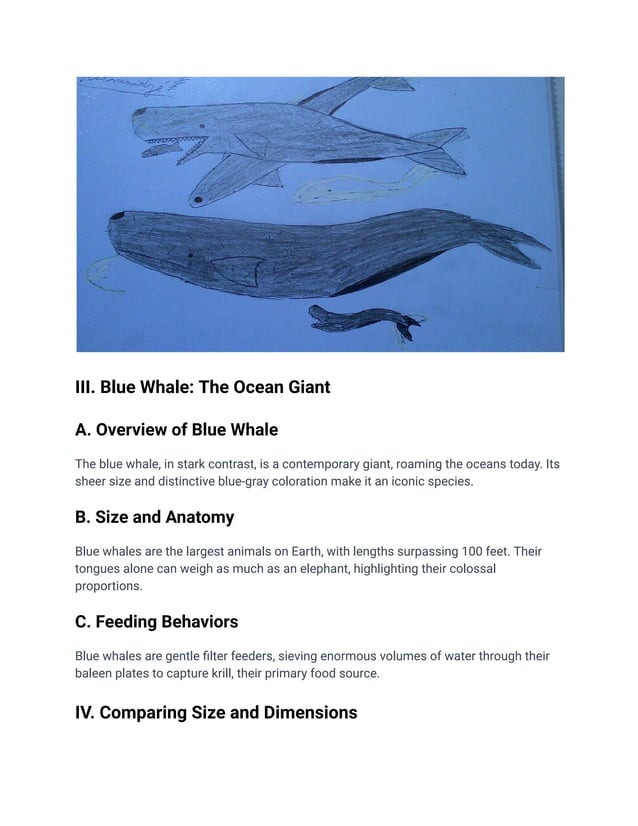 Megalodon Compared to Blue Whale: physical, historical comparison.pdf