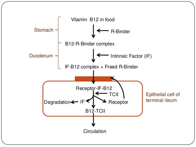 Megaloblastic Anaemia - Vit B12 deficiency