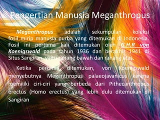 Meganthropus | PPT