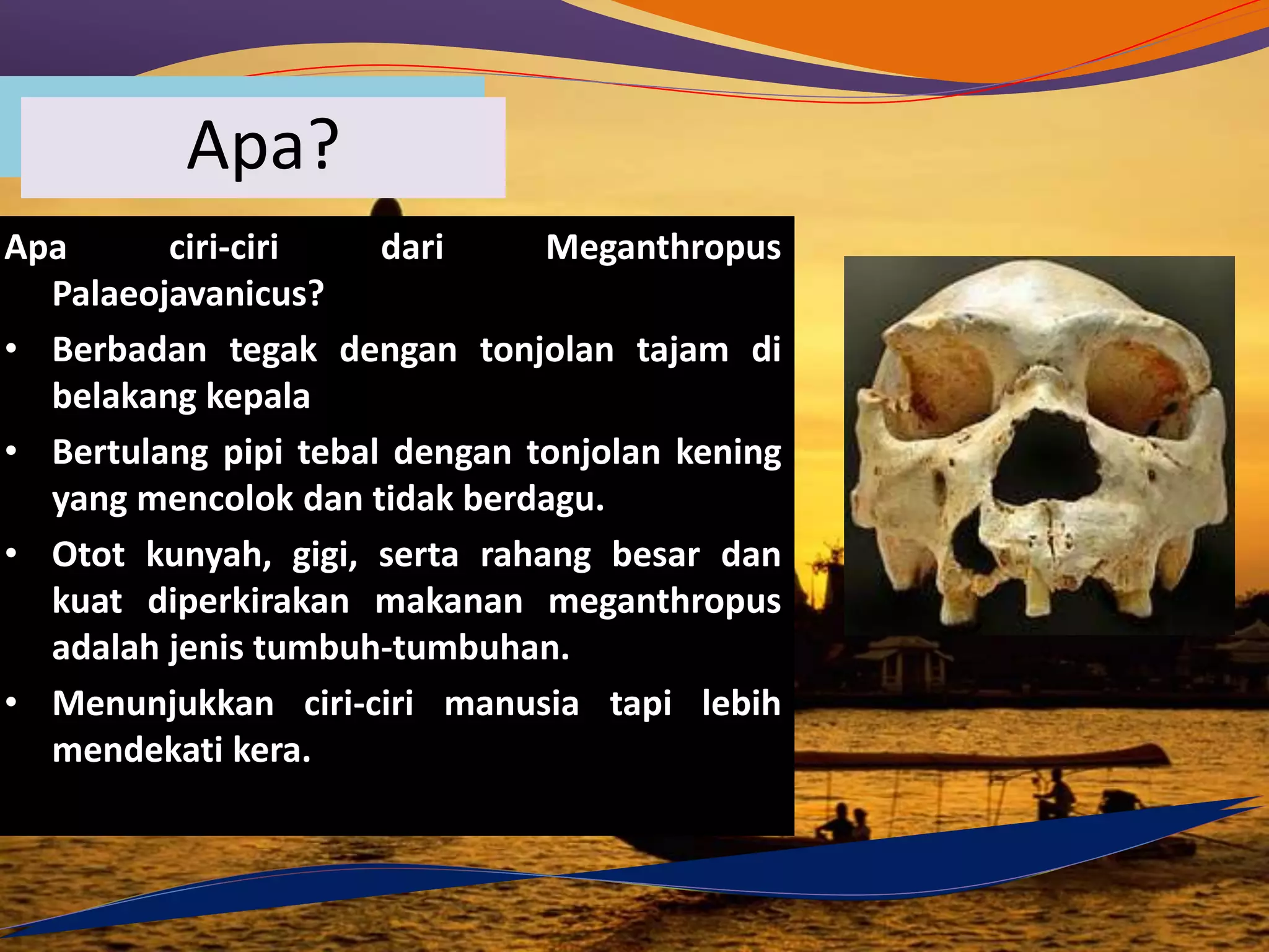 Meganthropus paleojavanicus | PPTX