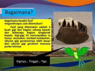 Meganthropus paleojavanicus | PPTX