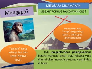 Meganthropus paleojavanicus | PPTX