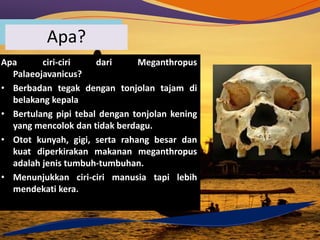 Meganthropus paleojavanicus | PPT