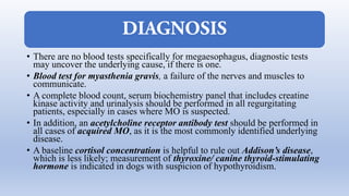 Mega Oesophagus canine gastrointestinal tract disease and conditions.pdf