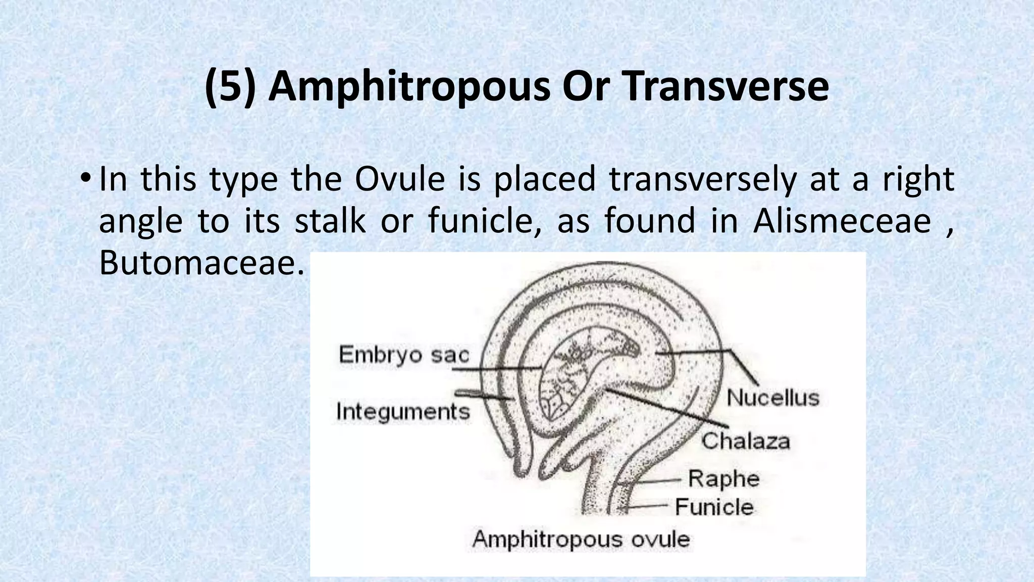 Megasporangium | PPTX