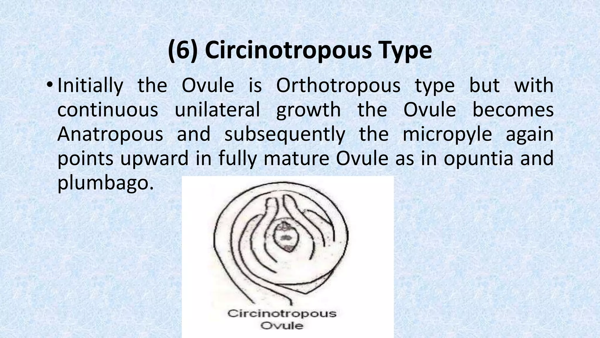 Megasporangium | PPTX