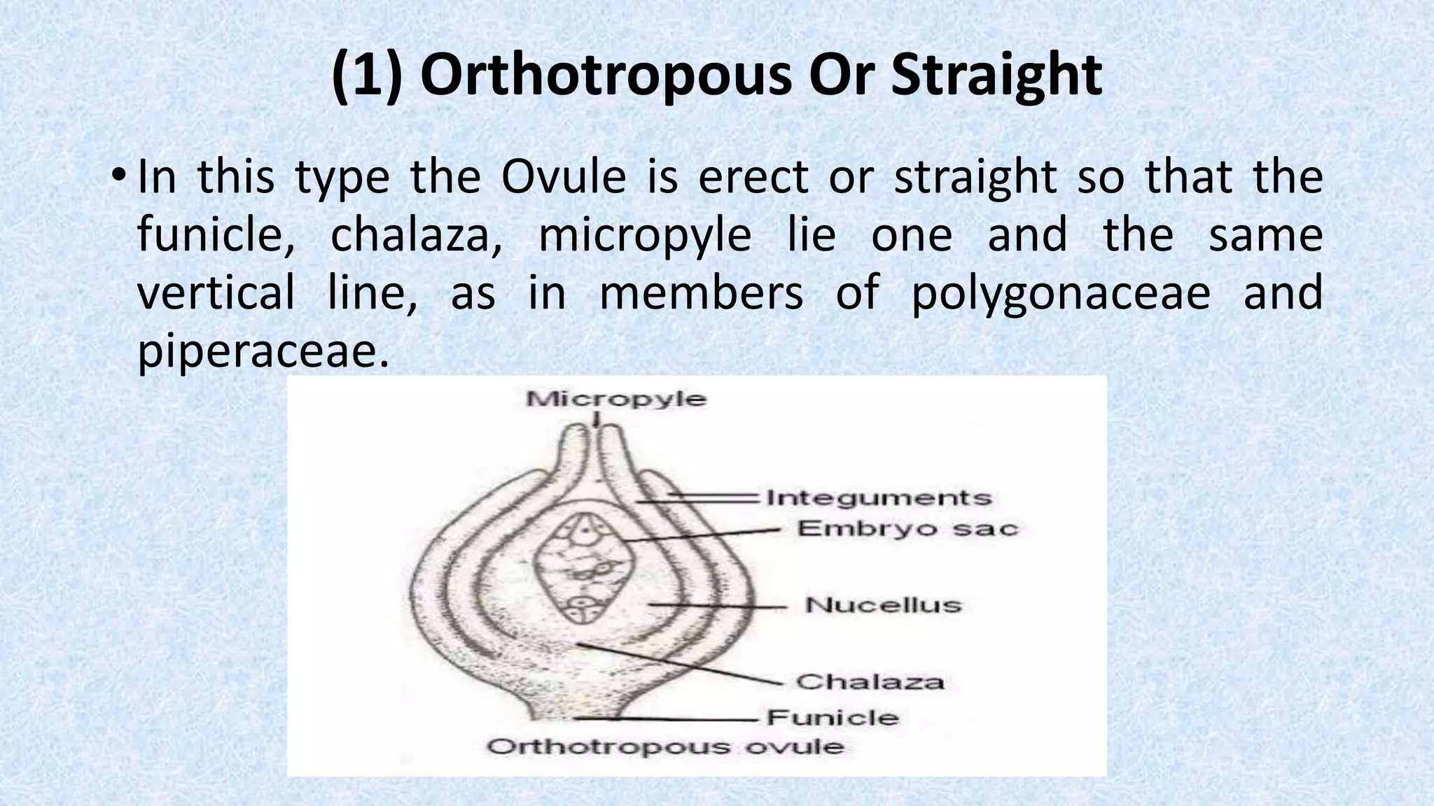 Megasporangium | PPTX