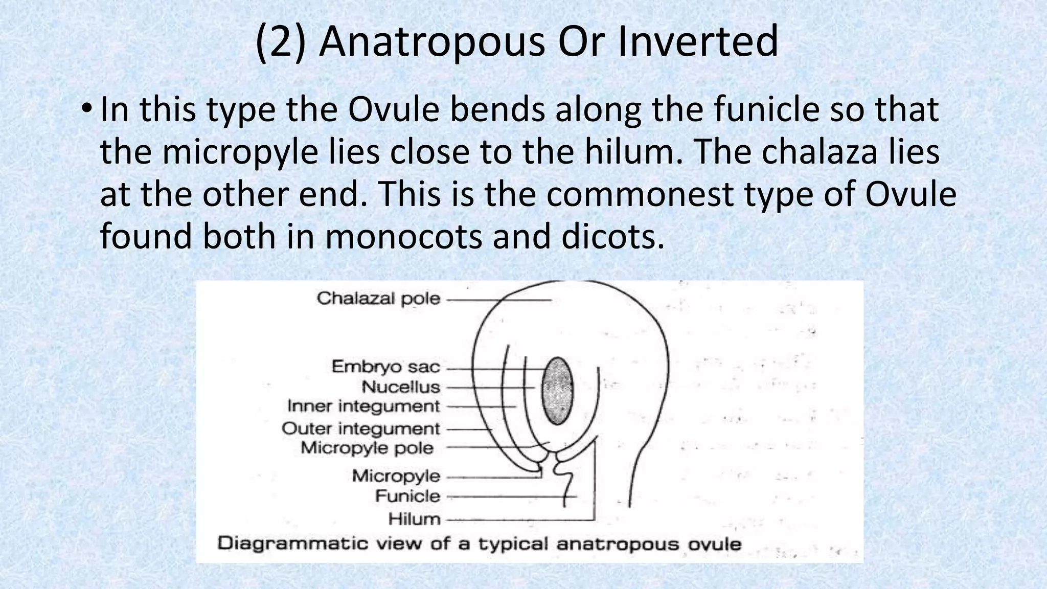 Megasporangium | PPTX