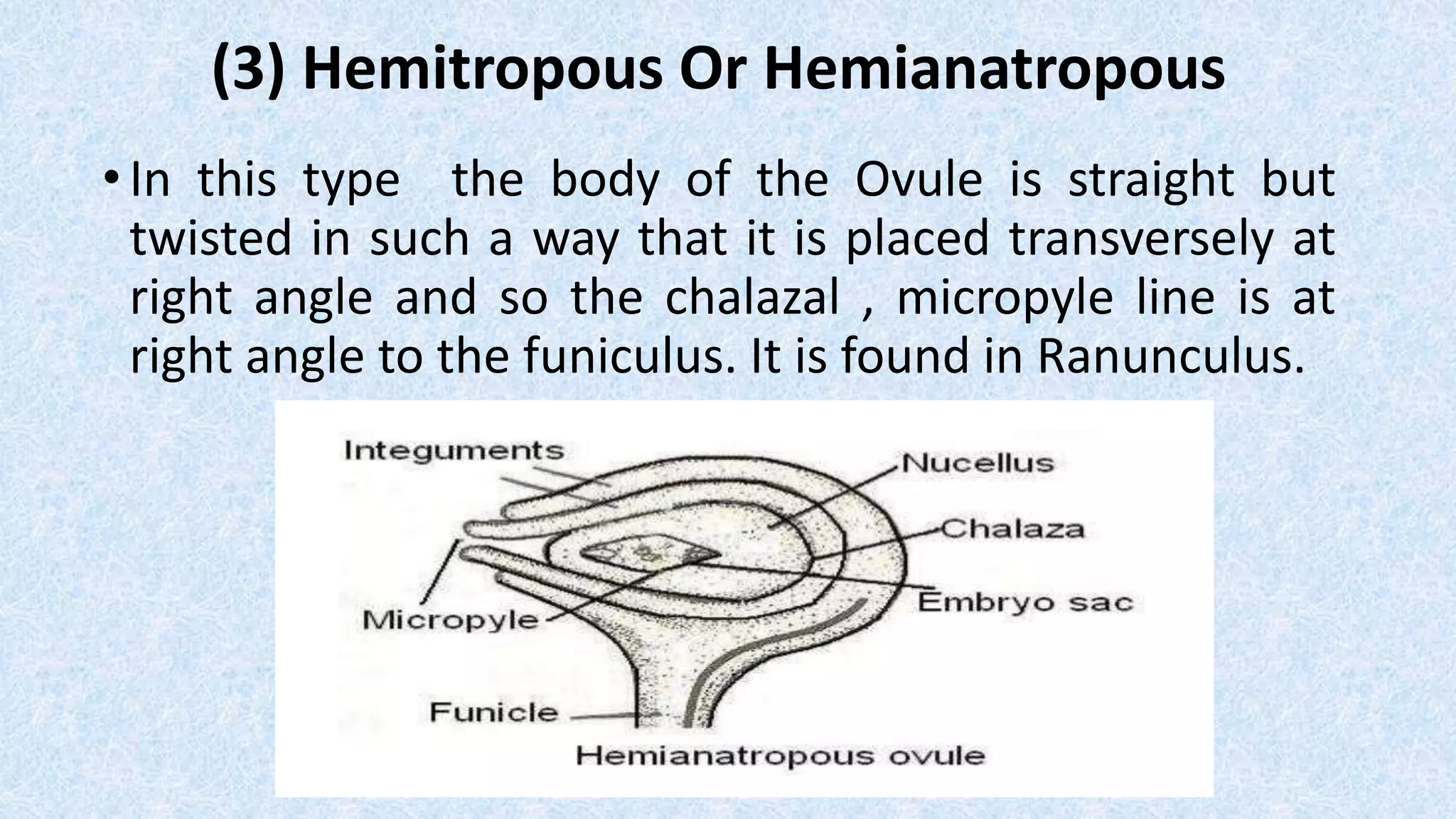Megasporangium | PPTX