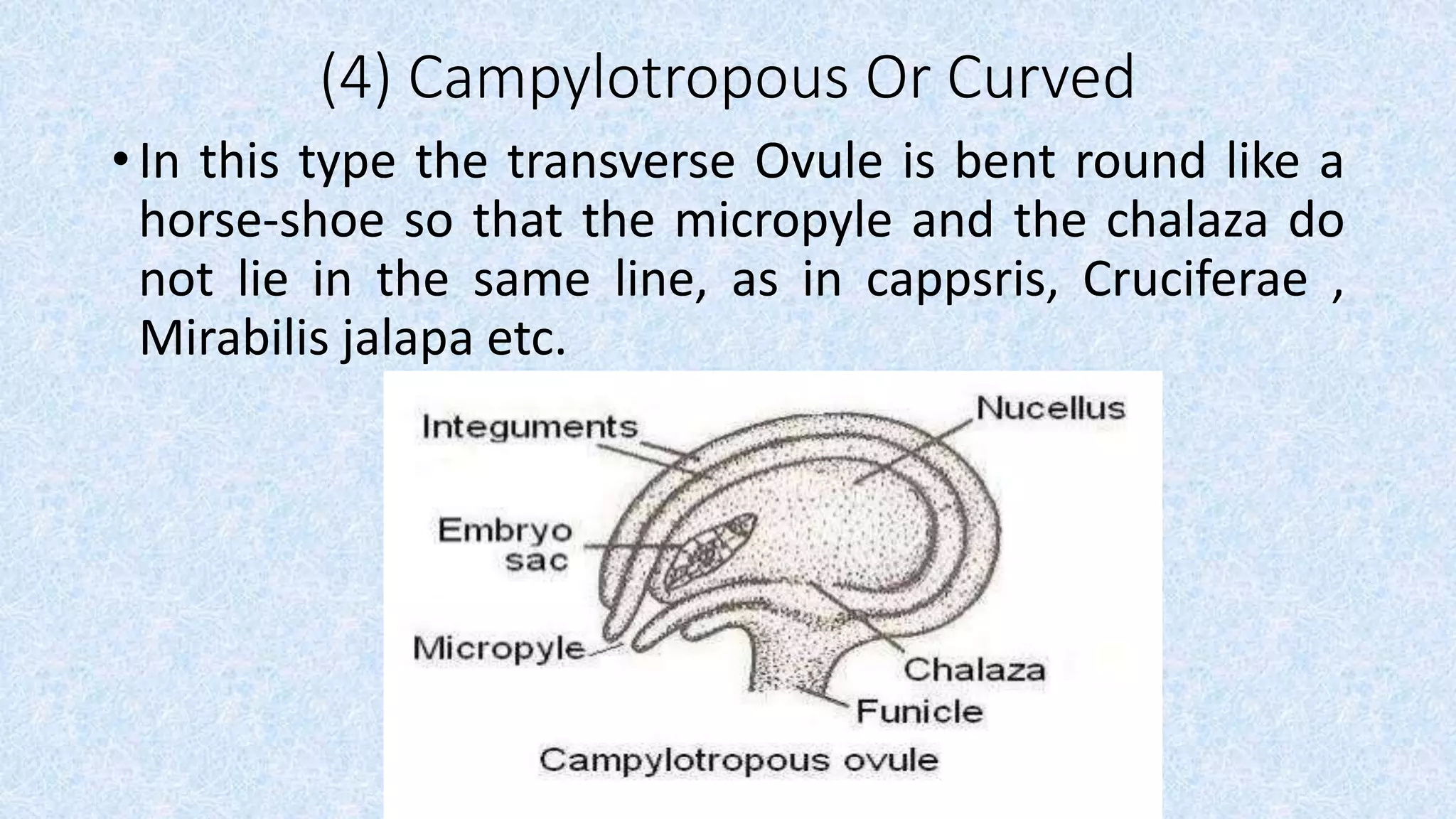 Megasporangium | PPTX