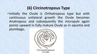 Megasporangium | PPTX