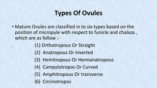 Megasporangium | PPTX