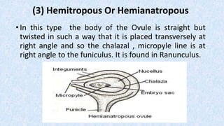 Megasporangium | PPTX